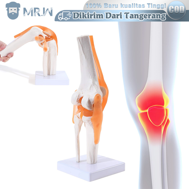 Jual Anatomical Knee Joint Model Model Anatomi Sendi Lutut Manusia ...