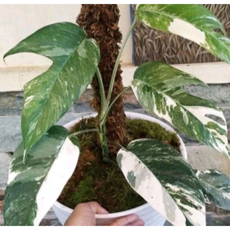 Jual Tanaman Hias Epipremnum Pinnatum Varigata - Epipremnum Varigata ...