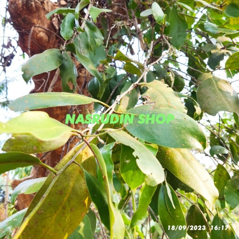 Jual BENALU DAUN LABAN SEGAR (CHAT ADMIN UNTUK STOK) benalu kayu laban ...