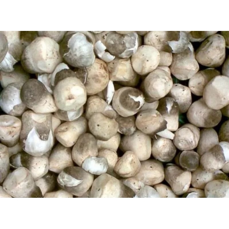 Jual jamur merang/jamur Bulat | Shopee Indonesia