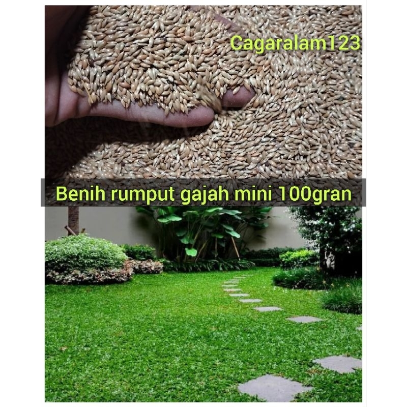 Jual benih rumput gajah mini 100gram | Shopee Indonesia