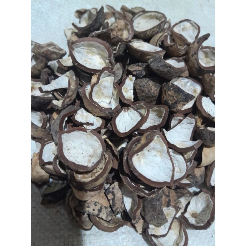 Jual Cangkang / kulit kemiri 1 kg | Shopee Indonesia