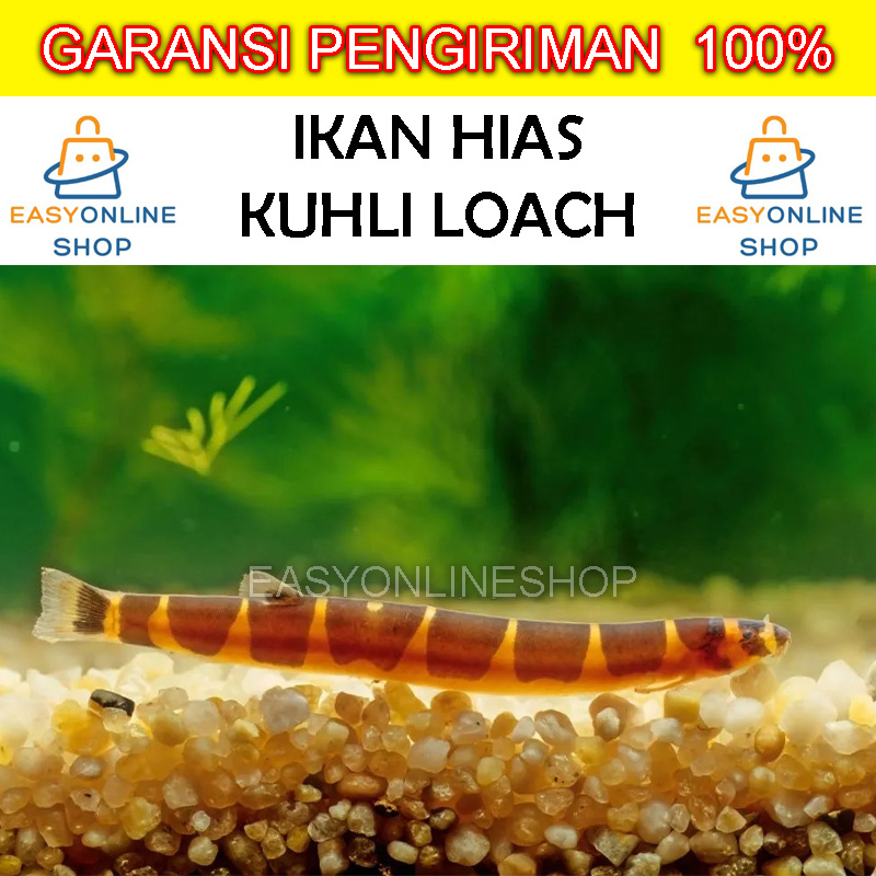 Jual Hiasan Kuhli Loach Alga Eater Tank Mates Aquascape Tank Mate ...
