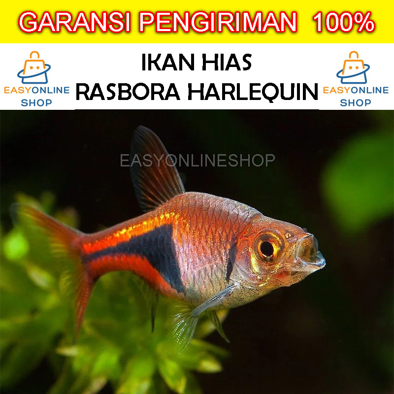 Jual Rasbora Harlequin / Rasbora Harlequin / Rasbora Harlikuin | Shopee ...