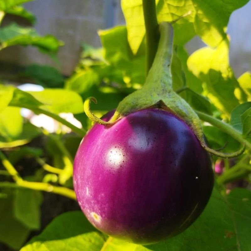 Jual BIBIT TERONG UNGU BULAT 🫒 100 BENIH 🫒 PRODUK NATURAL ORGANIK ...