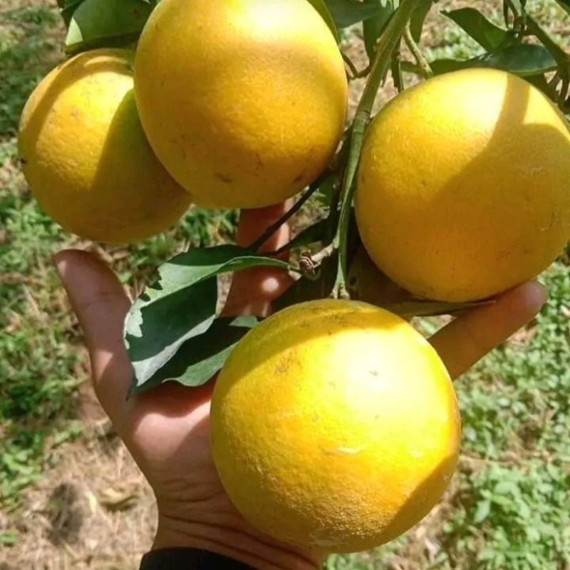 Jual bibit jeruk Beby Java kondisi berbuah | Shopee Indonesia