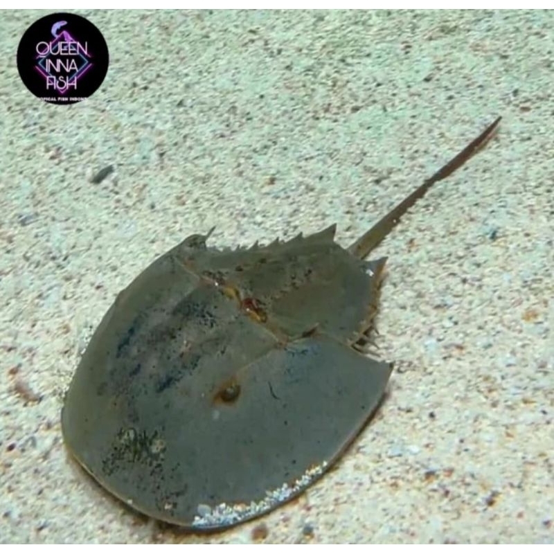 Jual Pari Kepiting Purba | Pari Crab (RARE) | Shopee Indonesia