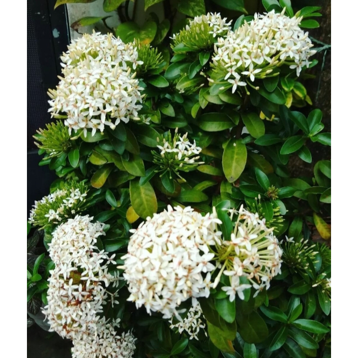 Jual Tanaman Bunga Asoka Putih / Bunga Suko Putih | Shopee Indonesia