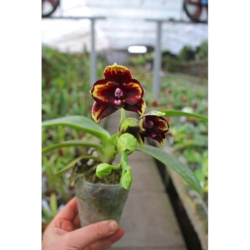 Jual Anggrek Bulan mini ( snapdargon ) | Shopee Indonesia