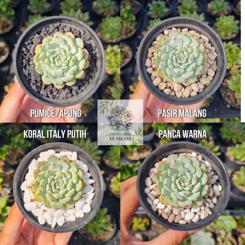 Jual 100 gr Topping tanaman pot Batu Hias pasir malang / pumice / batu ...