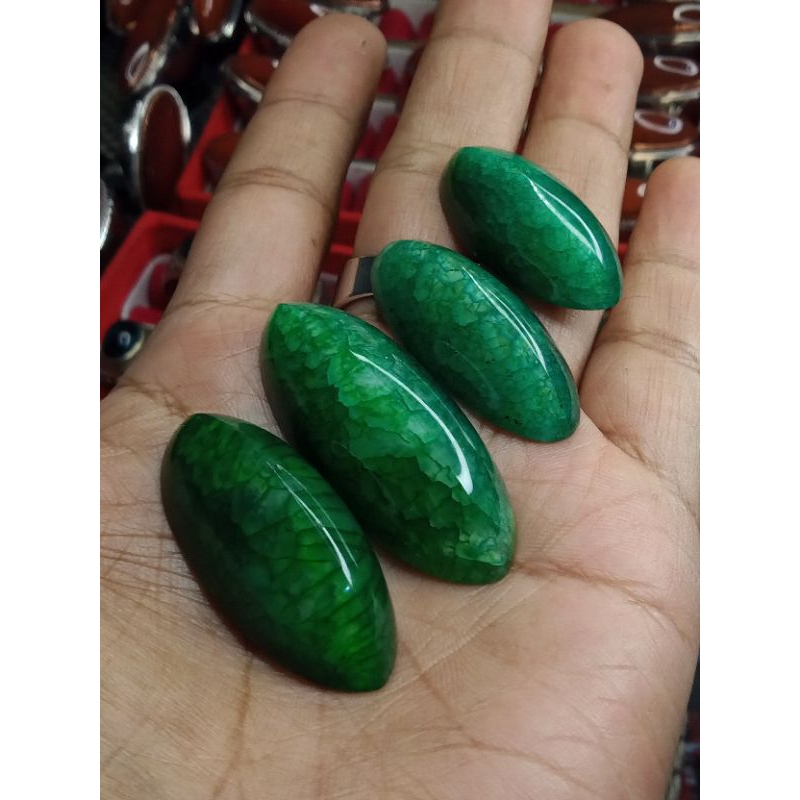 Jual pandan sisik naga | Shopee Indonesia