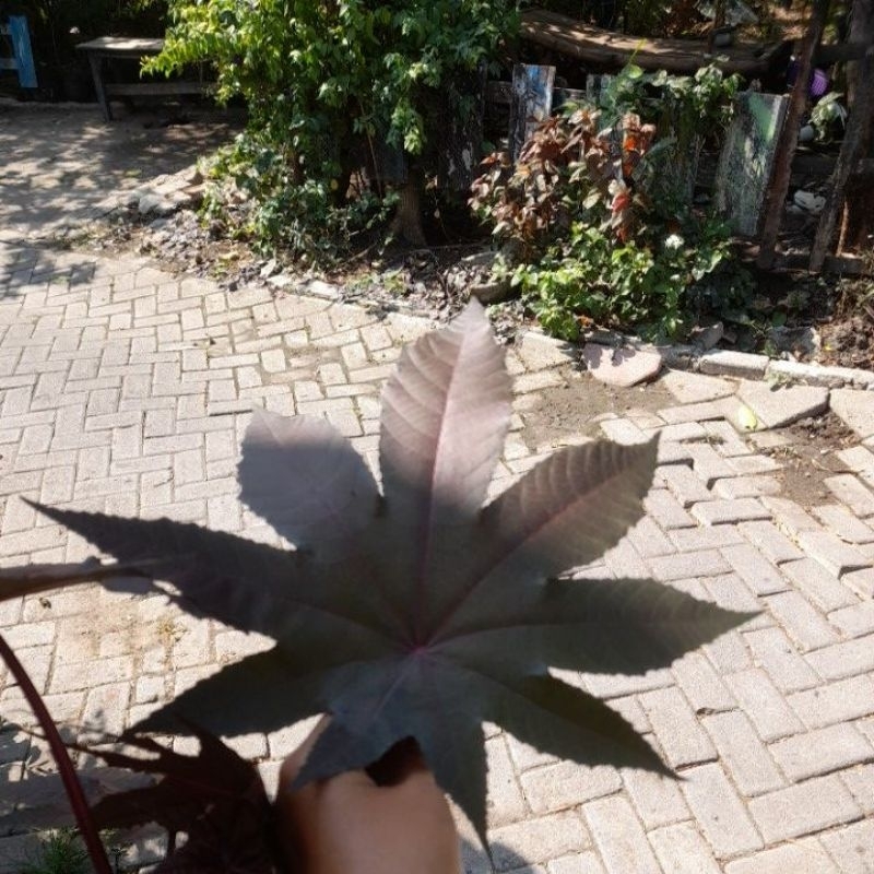 Jual Daun Ecoprint 1000gr. | Shopee Indonesia
