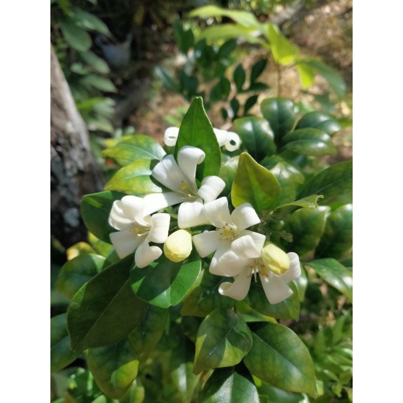 Jual Bunga Kemuning Jawa (siap berbunga) | Shopee Indonesia