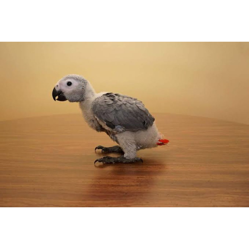 Jual Baby African Grey Parrot Burung Paruh Bengkok Jinak Jago Talking ...