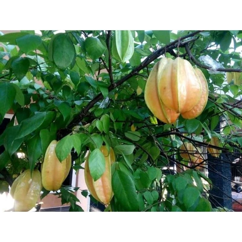 Jual BELIMBING MADU/BELIMBING DEMAK/BELIMBING FRESH | Shopee Indonesia