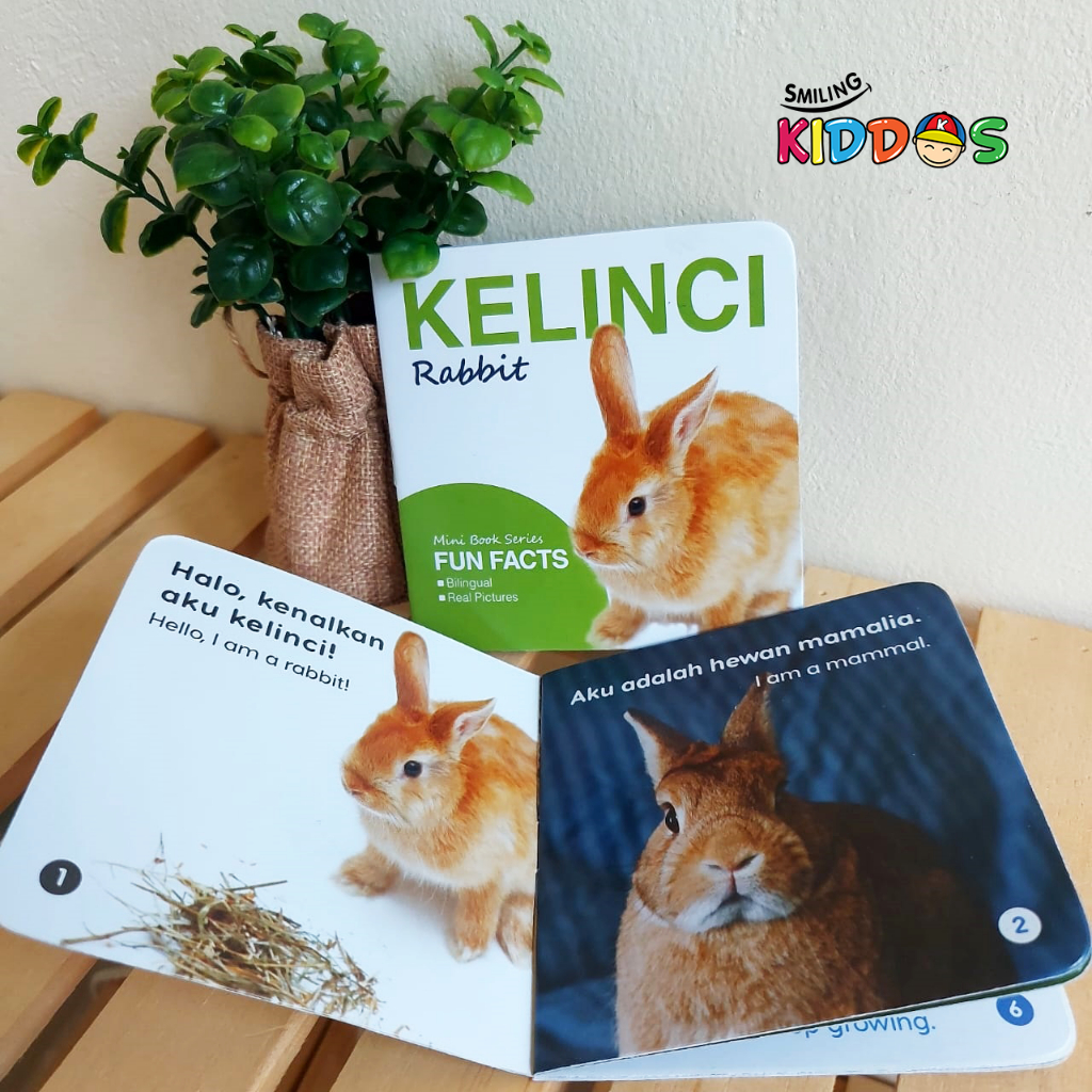 Jual SK MINI BOOK FUN FACT - Buku Pengenalan Pengetahuan Anak Bayi ...