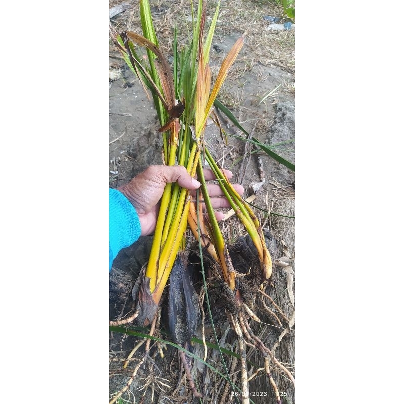 Jual bibit pohon rumbia dahon atau Nipah 30 cm | Shopee Indonesia