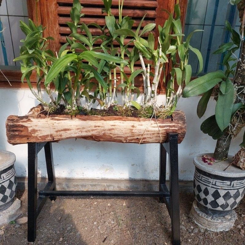 Jual media tanam kayu asem duduk | Shopee Indonesia