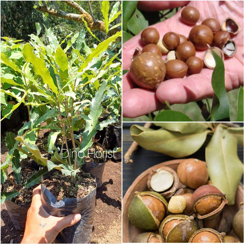 Jual Bibit Tanaman Buah Kacang Makadamia / Macadamia Nut | Shopee Indonesia
