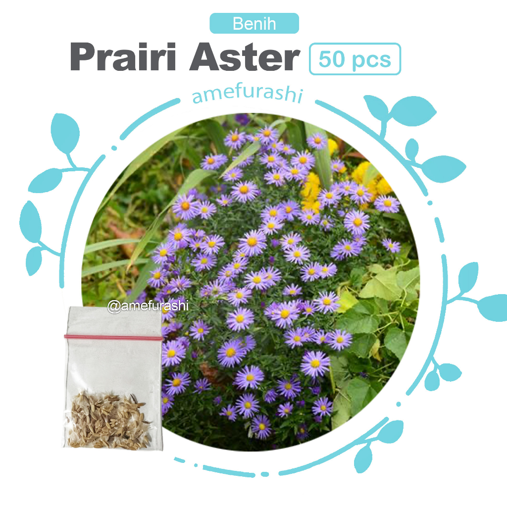 Jual Amefurashi 10 Benih Biji Bibit Bunga Peony Mix Paeonia Lactiflora ...