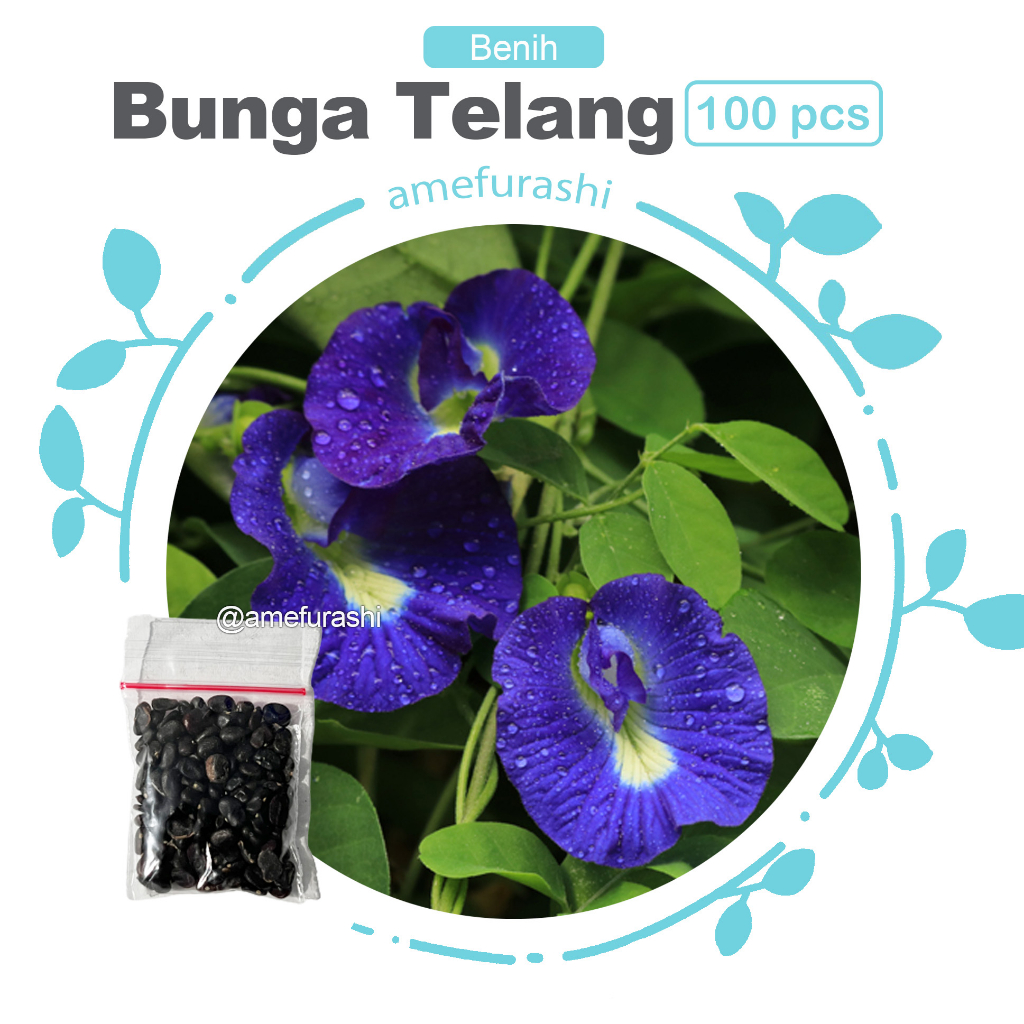 Jual Amefurashi 10 Benih Biji Bibit Bunga Peony Mix Paeonia Lactiflora ...