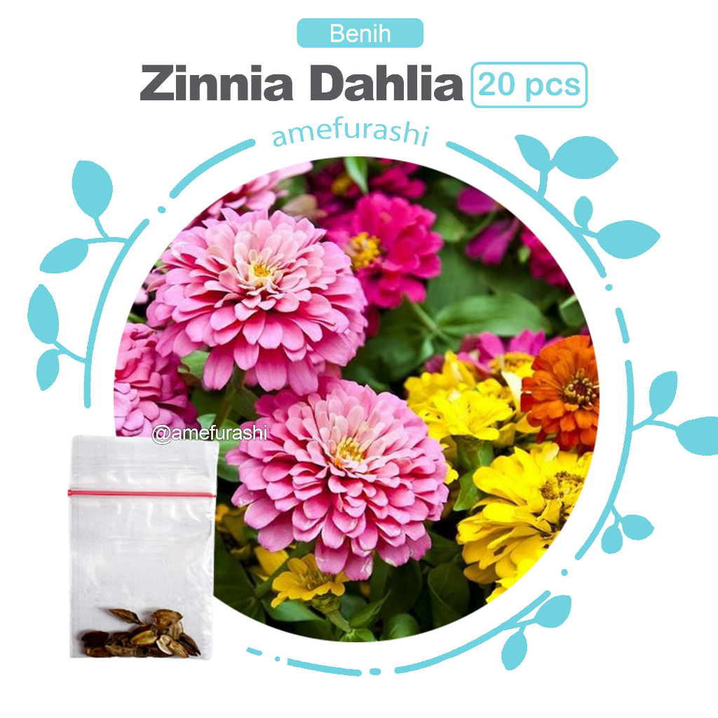 Jual Amefurashi 10 Benih Biji Bibit Bunga Peony Mix Paeonia Lactiflora ...
