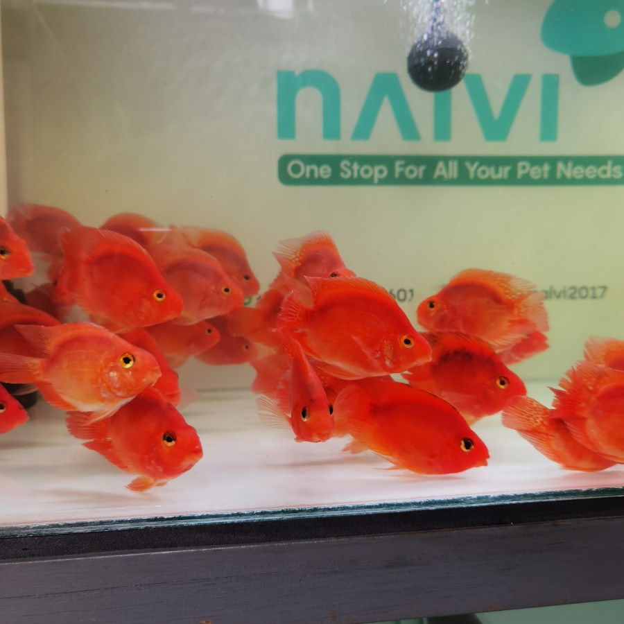Jual ikan red parrot 10-12cm / hongsui / ikan parrot merah | Shopee ...