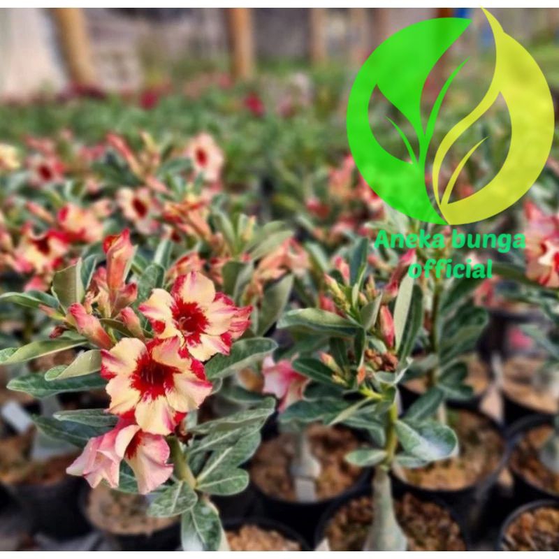 Jual Tanaman hias bunga adenium tumpuk Orange steel / pohon Kamboja ...
