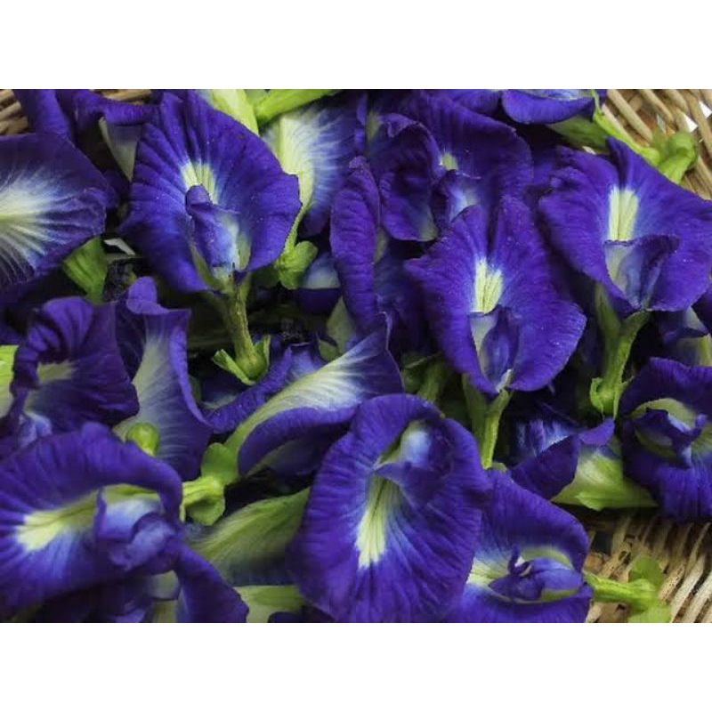 Jual bunga hutan langka segar untuk penyakit diabetes kesehatan mata ...