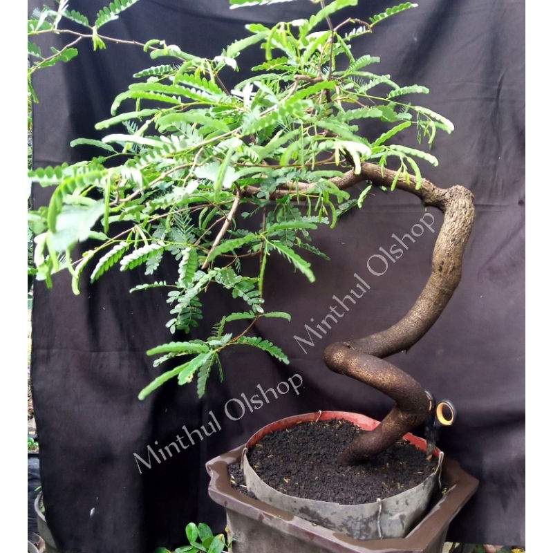 Jual Bonsai asem jawa dari biji meliuk siap pajang batang besar sesuai ...