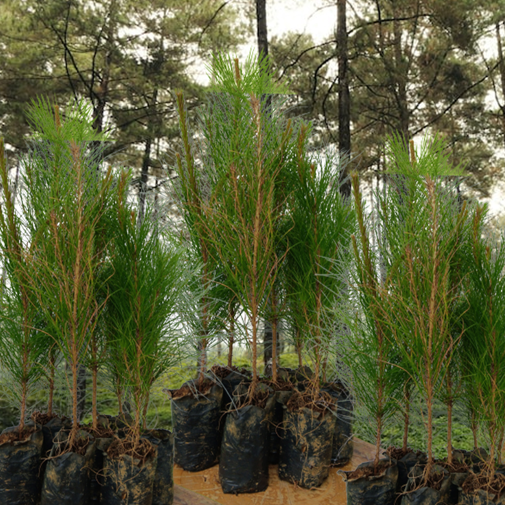 Jual Bibit Pinus Merkusi Sidakangen 30CM Benih Tanaman Kualitas Super ...