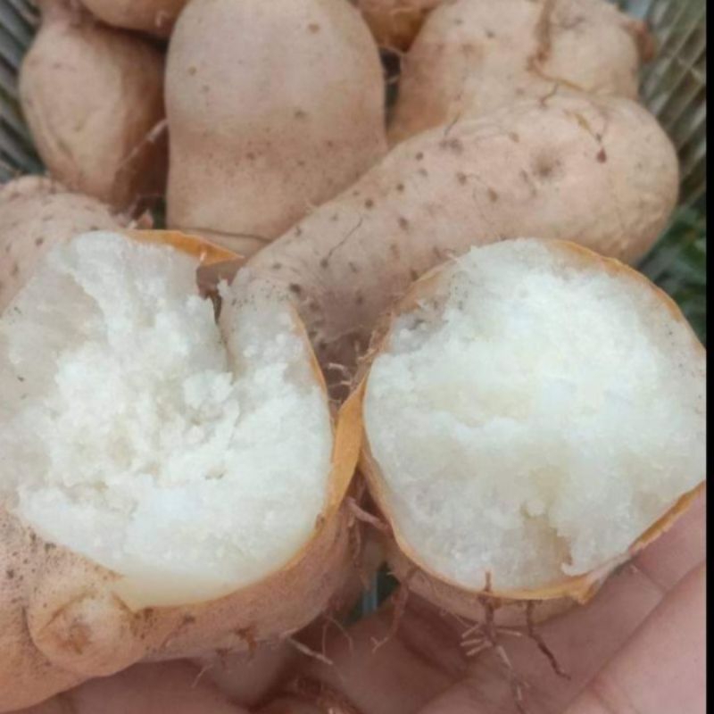 Jual UMBI GEMBILI PULEN 1KG/ GEMBILI KETAN GURIH BEBAS GULA | Shopee ...