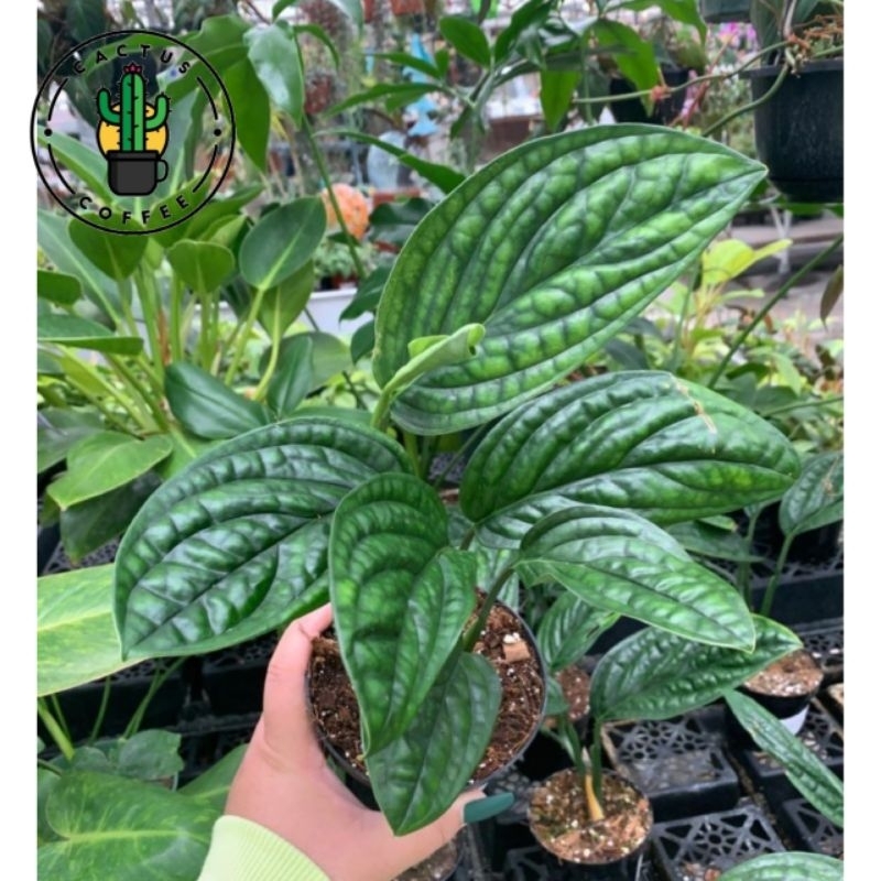 Jual PROMO Tanaman Hias Monstera Peru Karstenianum / Tanaman Hidup ...