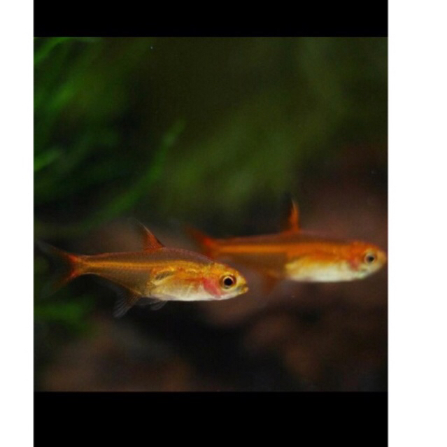 Jual Amandae | Shopee Indonesia