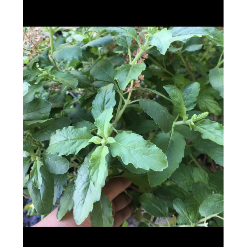 Jual Daun Ruku Ruku Fresh Holy Basil Thai Tulsi Tulhsi Tulesi Segar ...