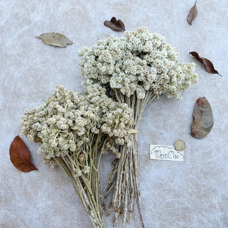 Jual Bunga Edelweiss Ikat Besar Edelweis Putih Lawu Edelweis Putih ...