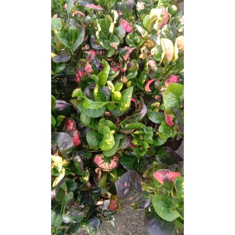 Jual puring apel andromeda | Shopee Indonesia