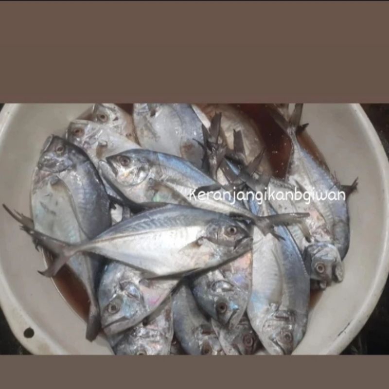 Jual Ikan kuwe gepeng segar/kuwe lilin 1kg (bukan frozen) isi 2/3 free ...