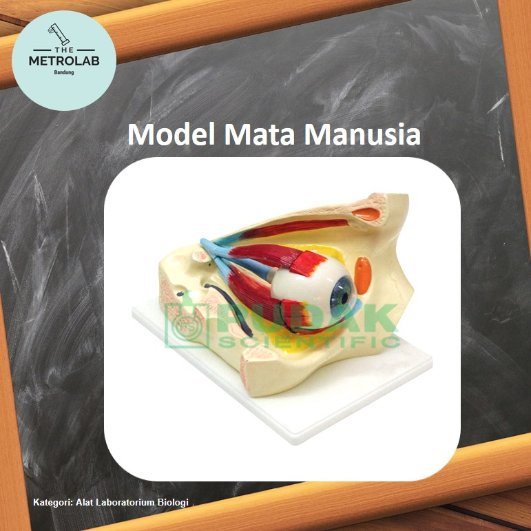 Jual Model Mata Manusia | Human Eye Model | Shopee Indonesia