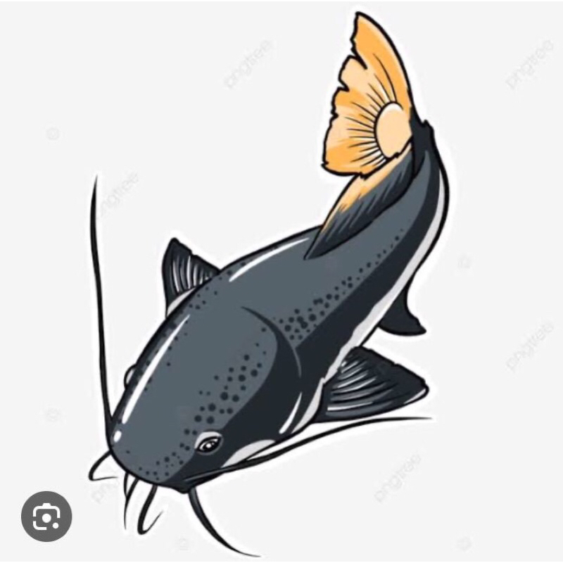 Jual stiker ikan rtc | Shopee Indonesia Jual stiker ikan rtc | Shopee Indonesia