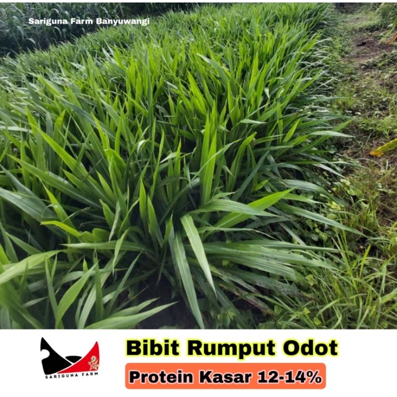 Jual Bibit Rumput Odot Pilihan Terbaik 1 kg | Shopee Indonesia