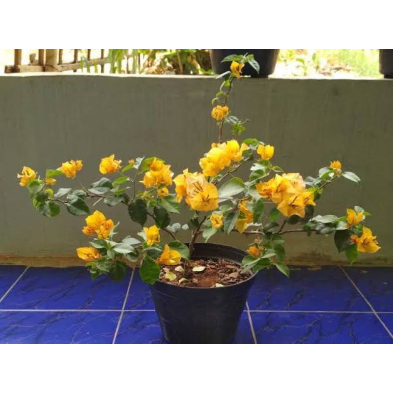 Jual BOUGENVILLE KUNING (SUDAH CUKUP LANGKA) | Shopee Indonesia