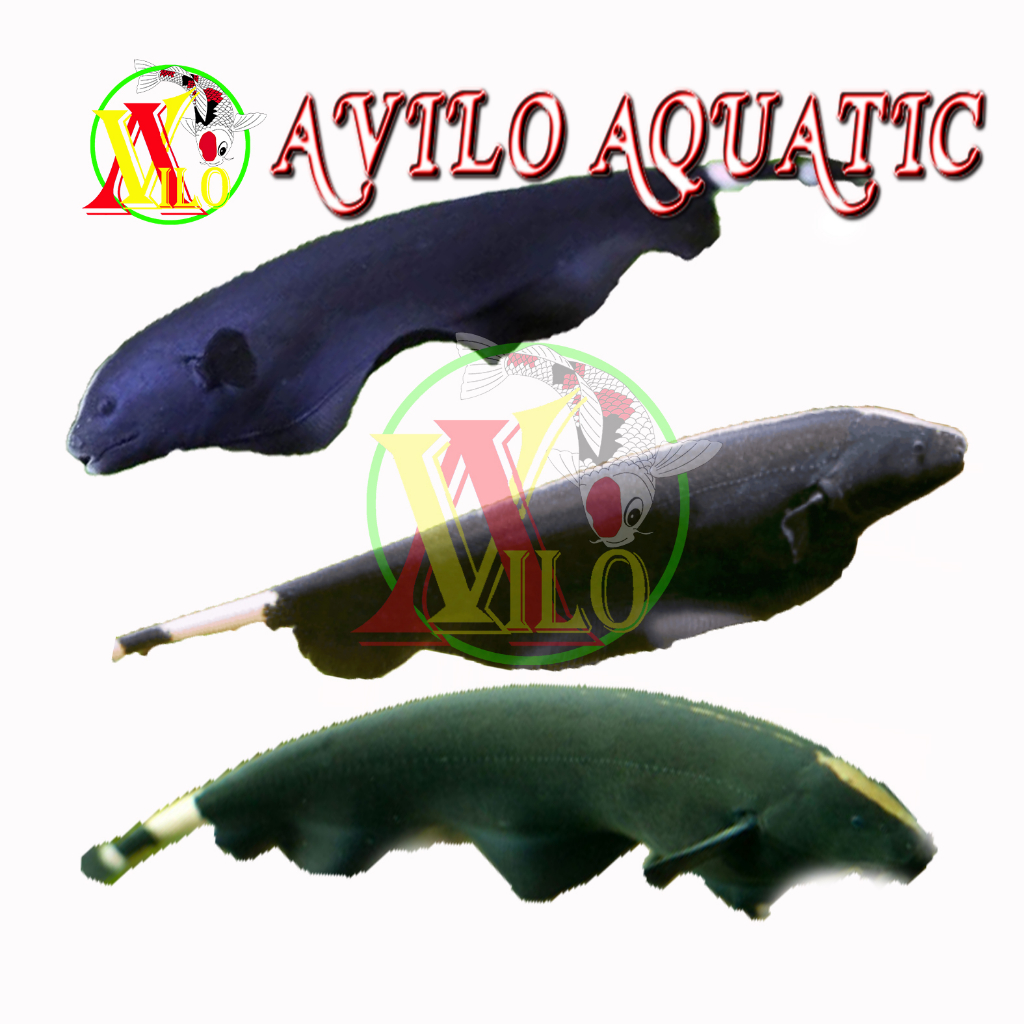 Jual ikan hias black ghost ikan setan hitam besar ikan aquascape 8 - 12 ...