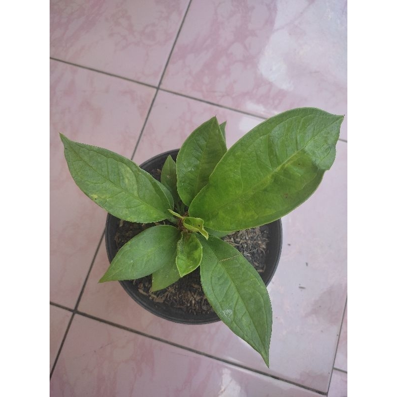 Jual jemani varigata | Shopee Indonesia