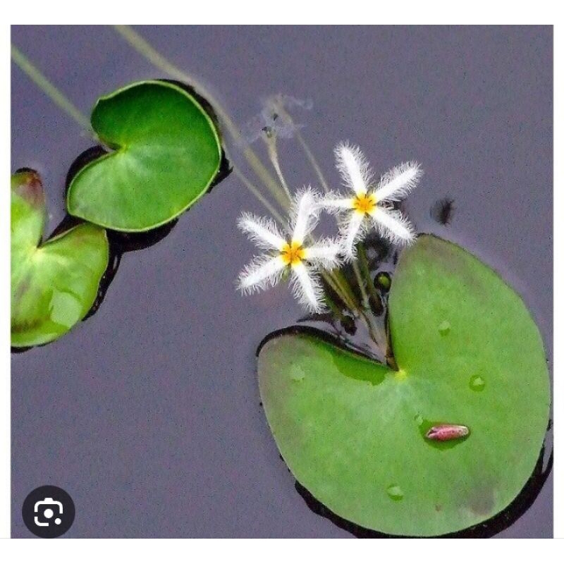 Jual teratai kapas bunga mini teratai salju nymphoides indica snowflake ...