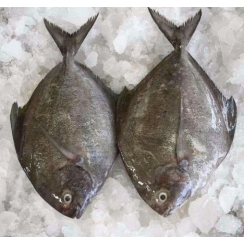 Jual Ikan Bawal Segar | Shopee Indonesia