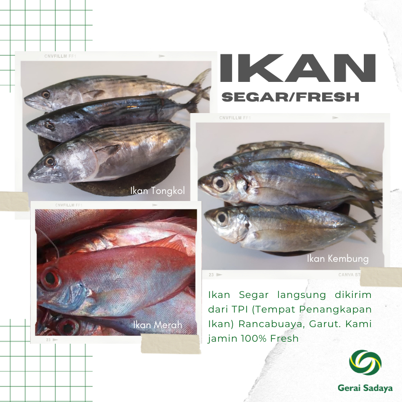 Jual Ikan Laut Segar Ikan Tongkol Segar Ikan Kembung Fresh Ikan Merah ...