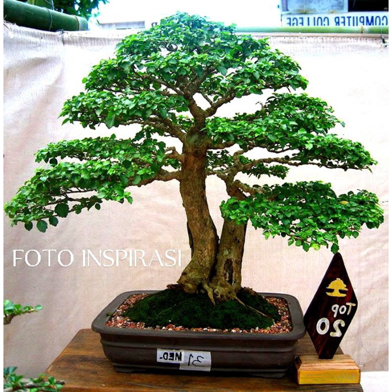 Jual Bonsai Loa/Lo batang jumbo akar full dan muter sesuai foto ...