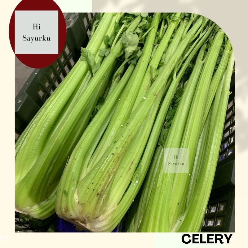 Jual CELERY STICK / CELERY STICK IMPORT / SELEDRI IMPORT 1 KG | Shopee ...