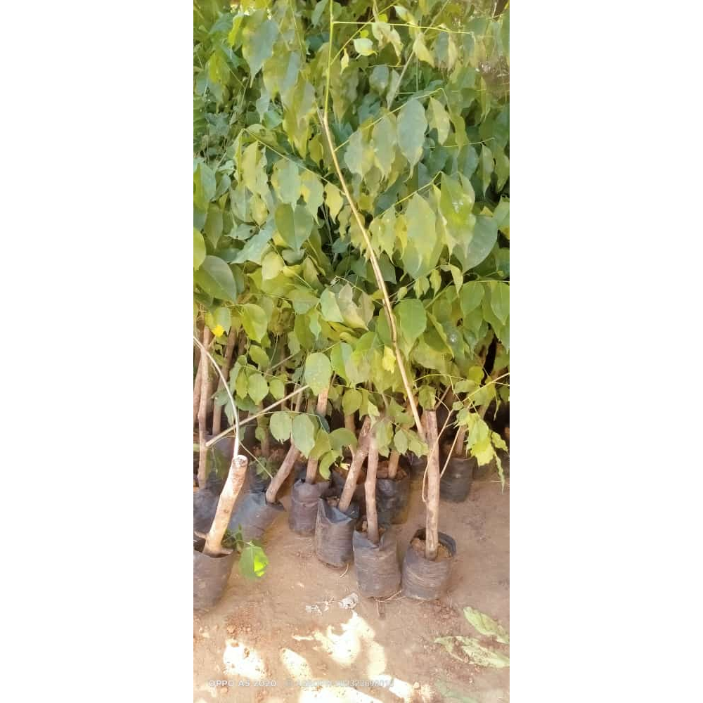 Jual Sudah Berakar ! Bibit Tanaman Kayu Angsana / Sonokembang - Tanaman ...